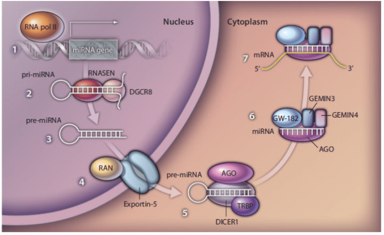 DICER1: mutations, microRNAs and mechanisms - DICER1 Syndrome